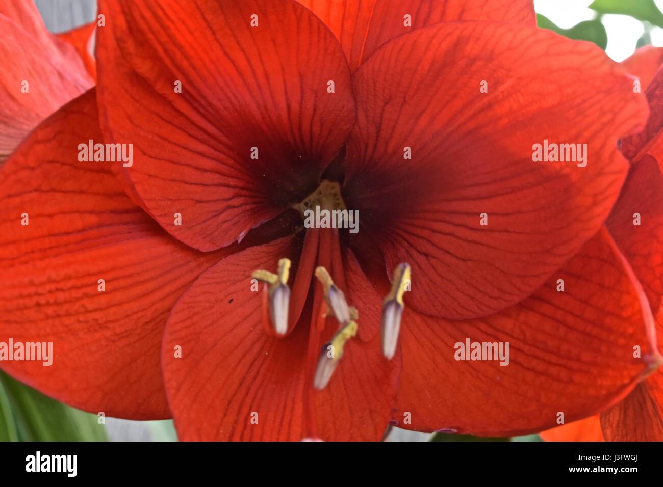 Close up of an amaryllis flower Stock Photo - Alamy