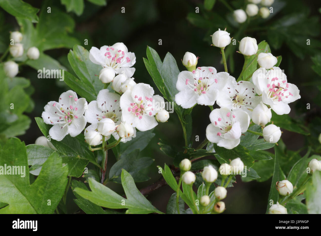 Hawthorn blossom close up Stock Photo - Alamy