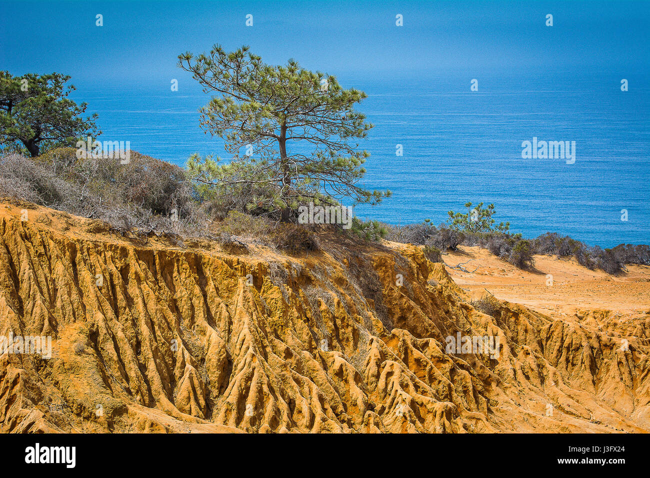 Torrey pines reserve hi-res stock photography and images - Alamy