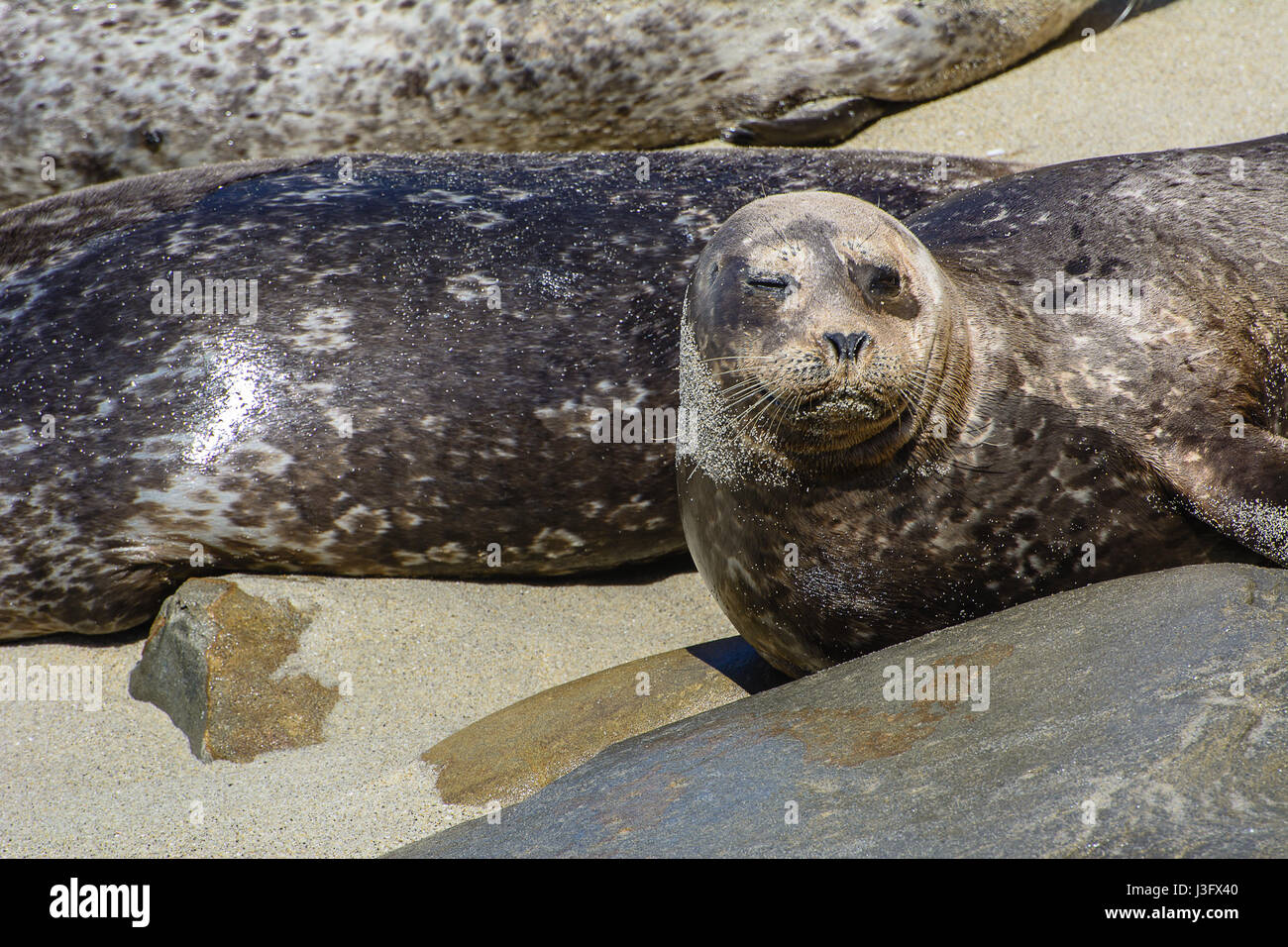 California sea lion wink hi-res stock photography and images - Alamy