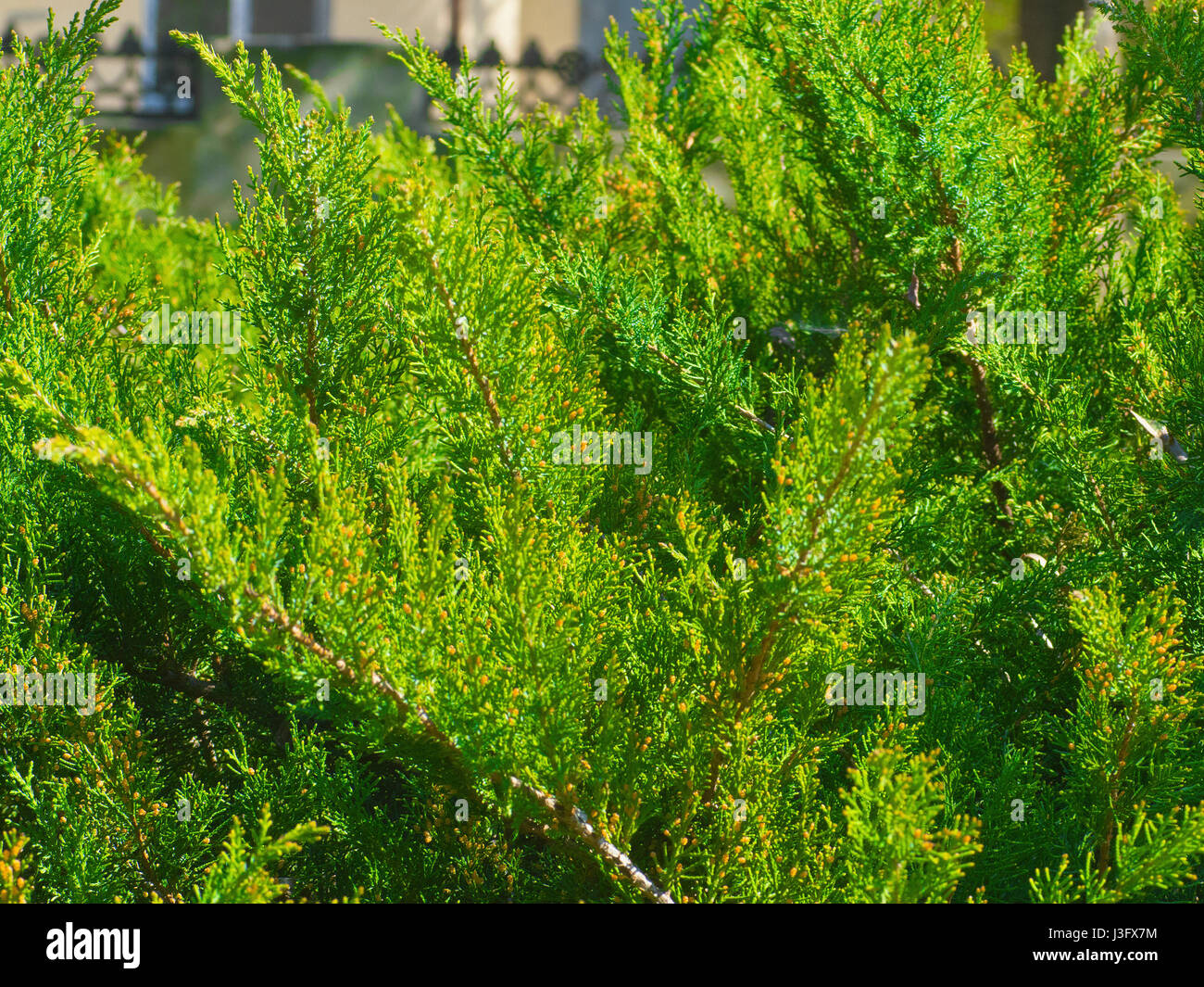 Pleasant nice Background with the green cypress Stock Photo - Alamy