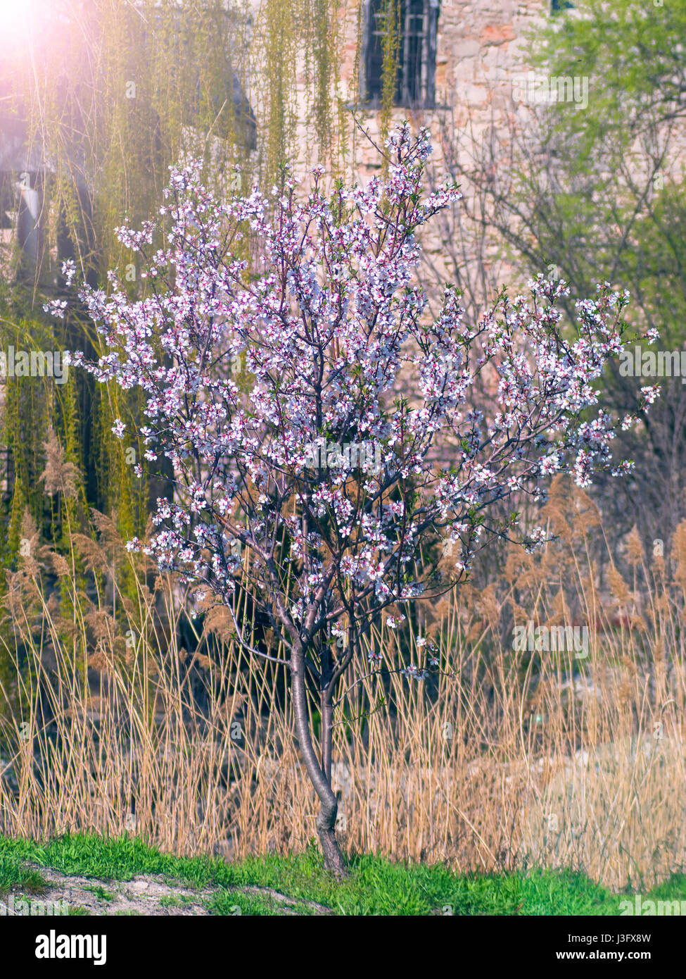 Beautiful small tree hi-res stock photography and images - Alamy