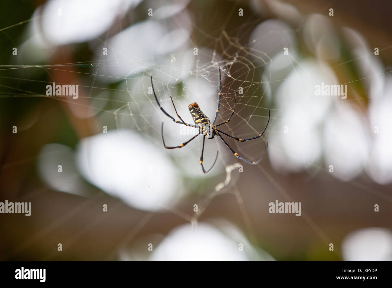 Large tropical spider - nephila golden orb on the cobweb, Indonesia ...