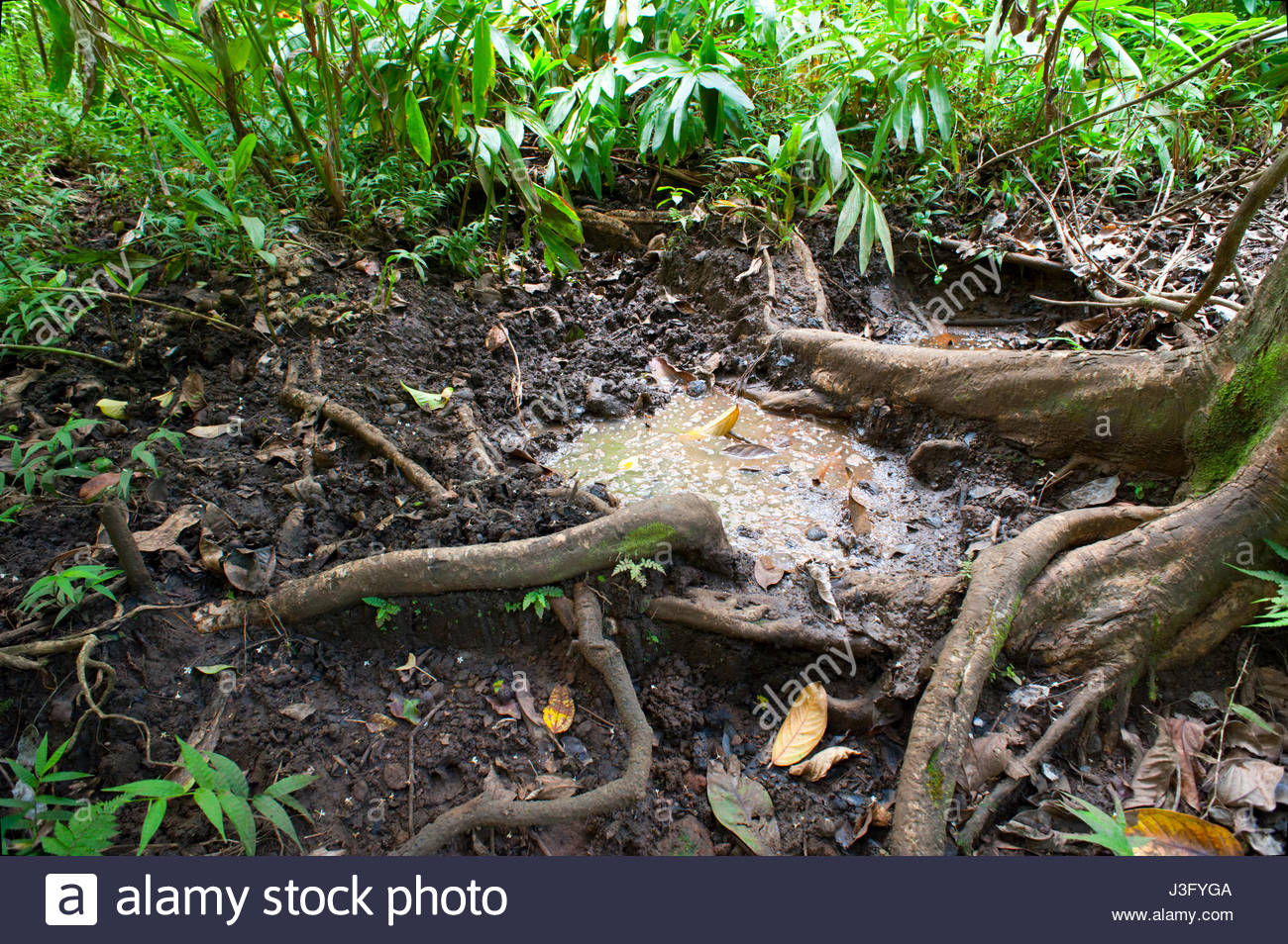 Breeding Ground High Resolution Stock Photography and Images - Alamy