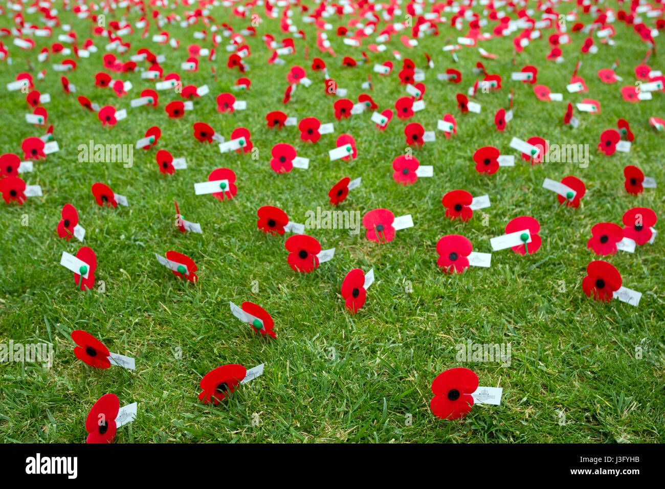 Anzac Poppies High Resolution Stock Photography and Images - Alamy