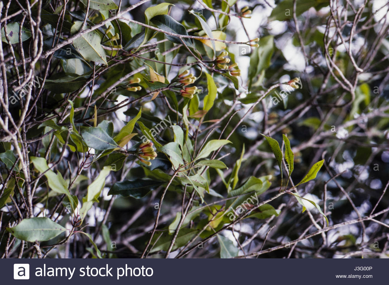 Zanzibar Clove High Resolution Stock Photography and Images - Alamy