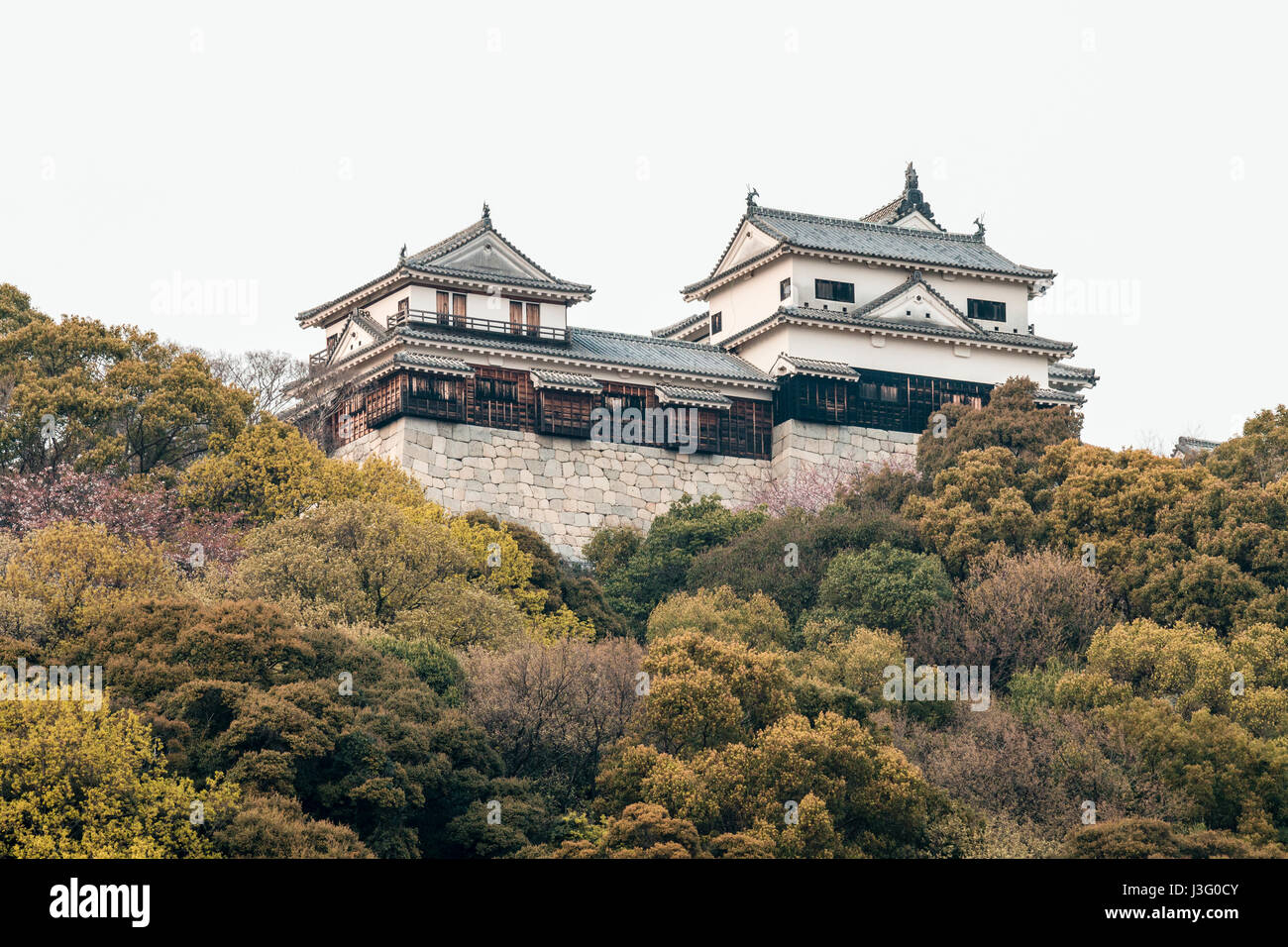 Japan, Ehime, Matsuyama Castle. Tenshu, keep on top of tree covered ...