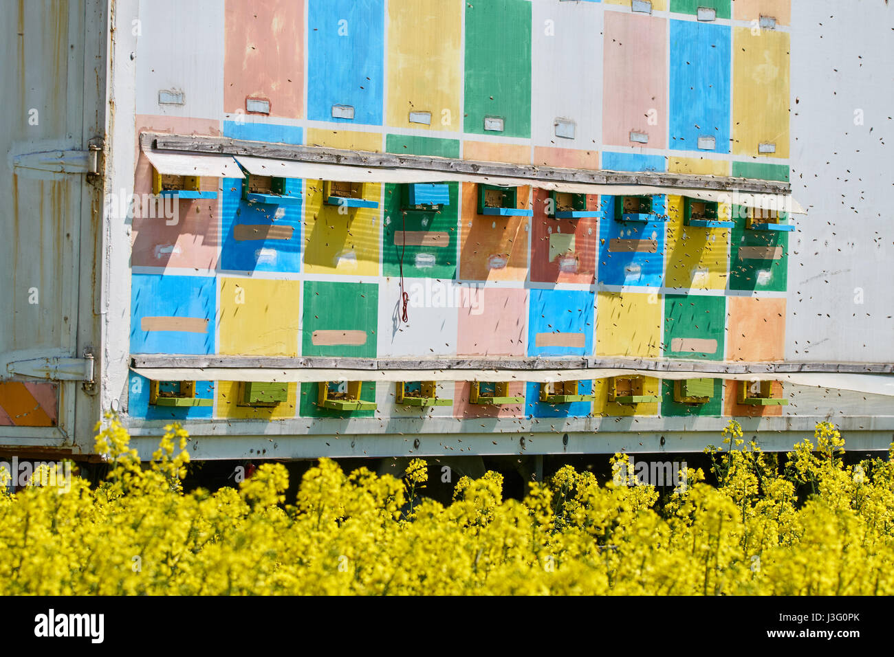 Truck with beehives in a rape field with working bees flying around ...