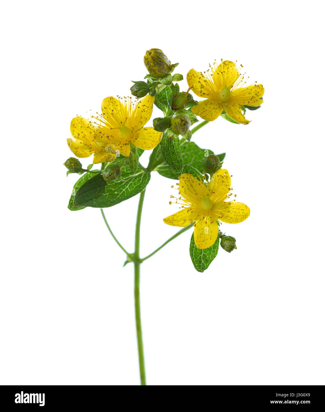 Close-up on flowers of Saint John's wort (Hypericum perforatum ...