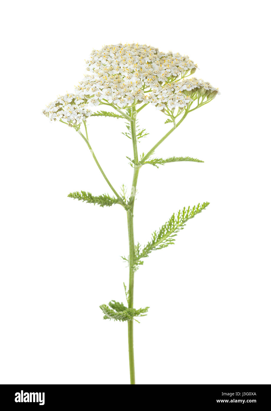Yarrow (Achillea millefolium) flower isolated on white background Stock ...