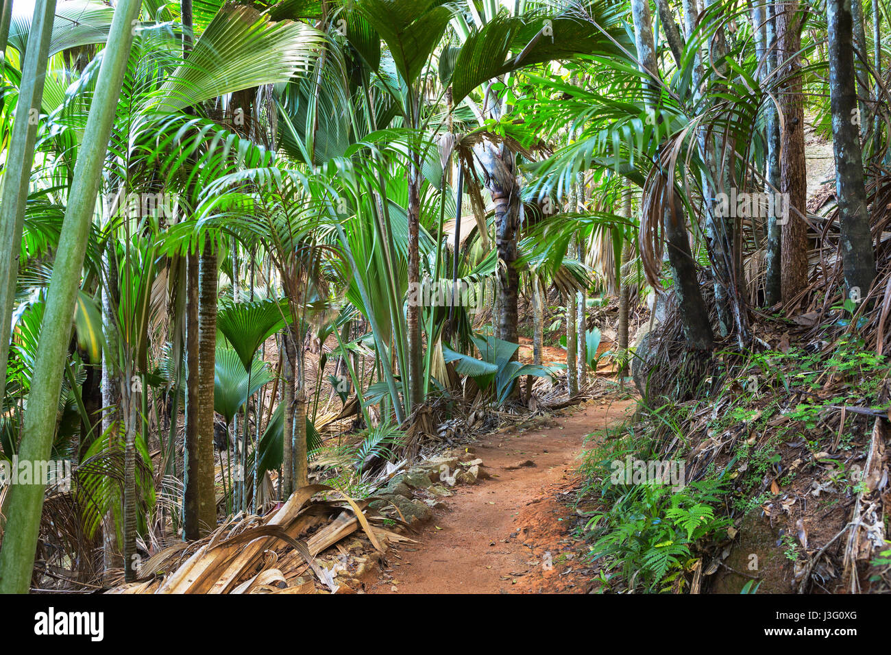 Footpath in The Vallee De Mai palm forest ( May Valley), island of ...