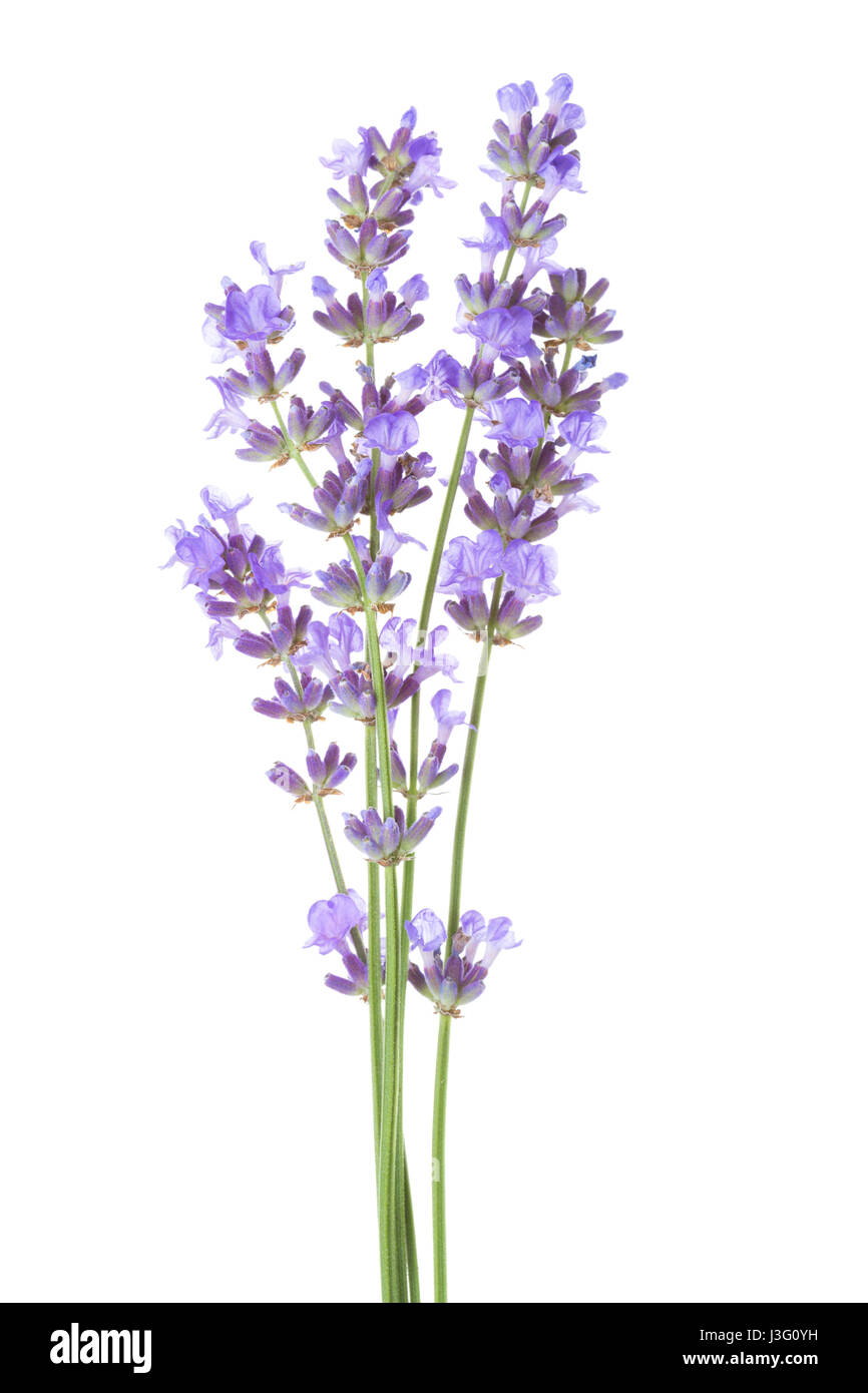 Few sprigs of lavender isolated on white background Stock Photo - Alamy