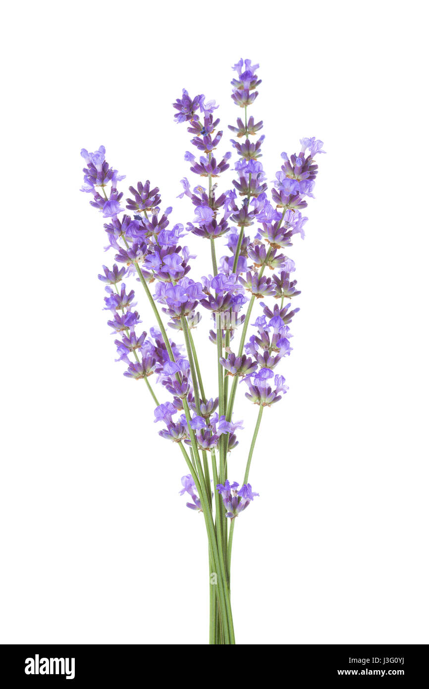 Bundle of lavender isolated on white background Stock Photo - Alamy
