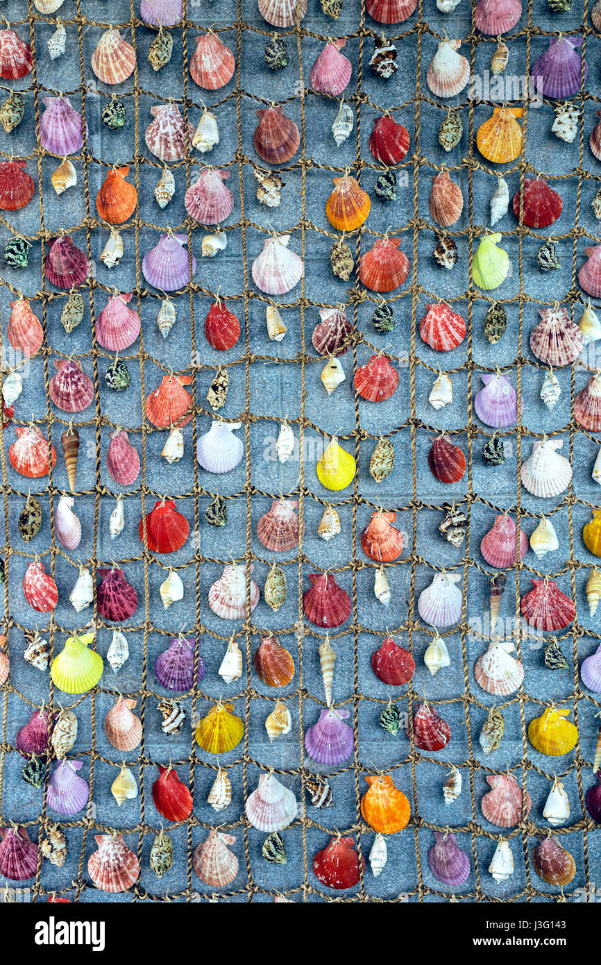 Colorful Seashell background, Collection of different seashells Stock ...