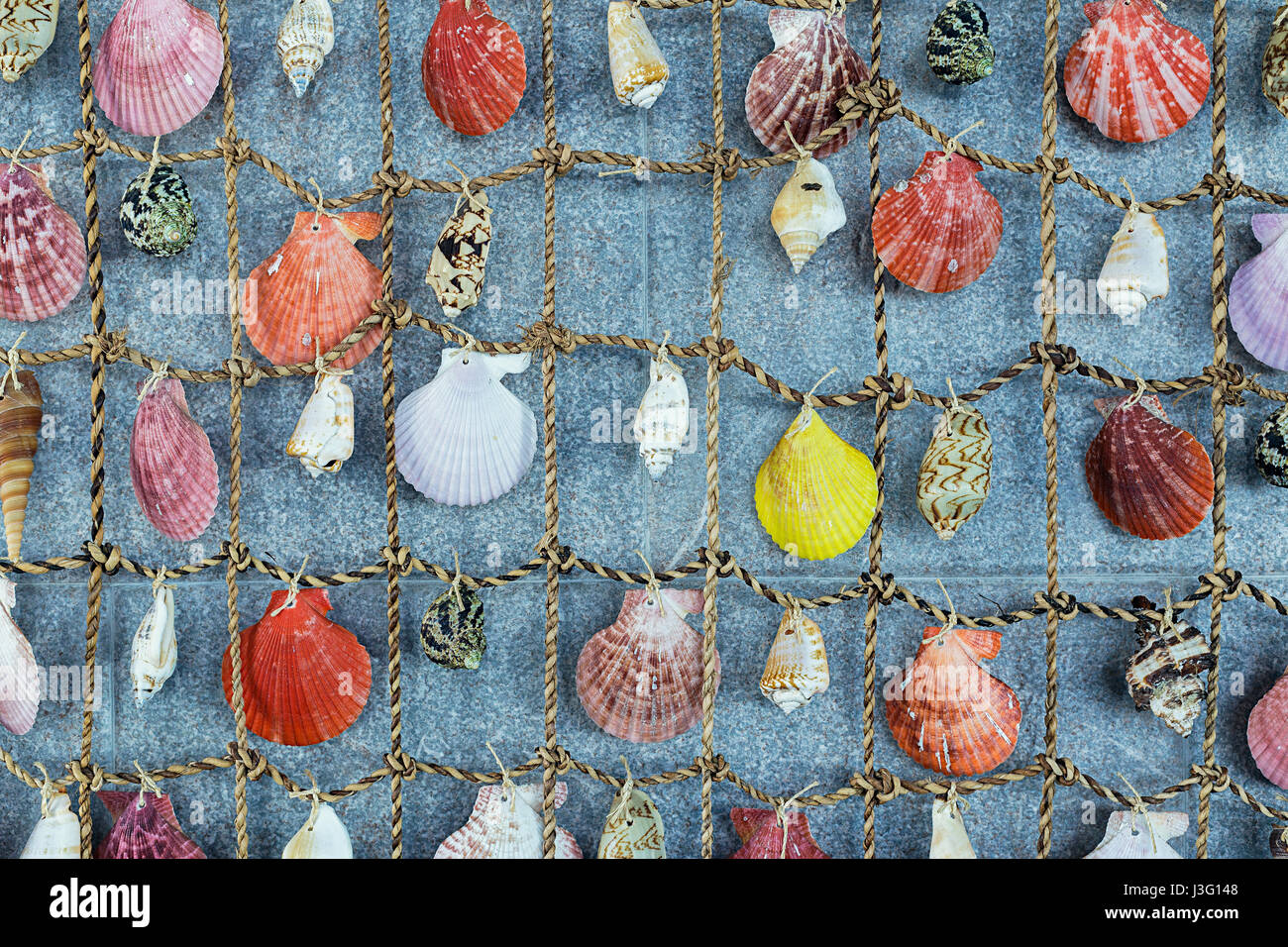 Colorful Seashell background, Collection of different seashells Stock ...