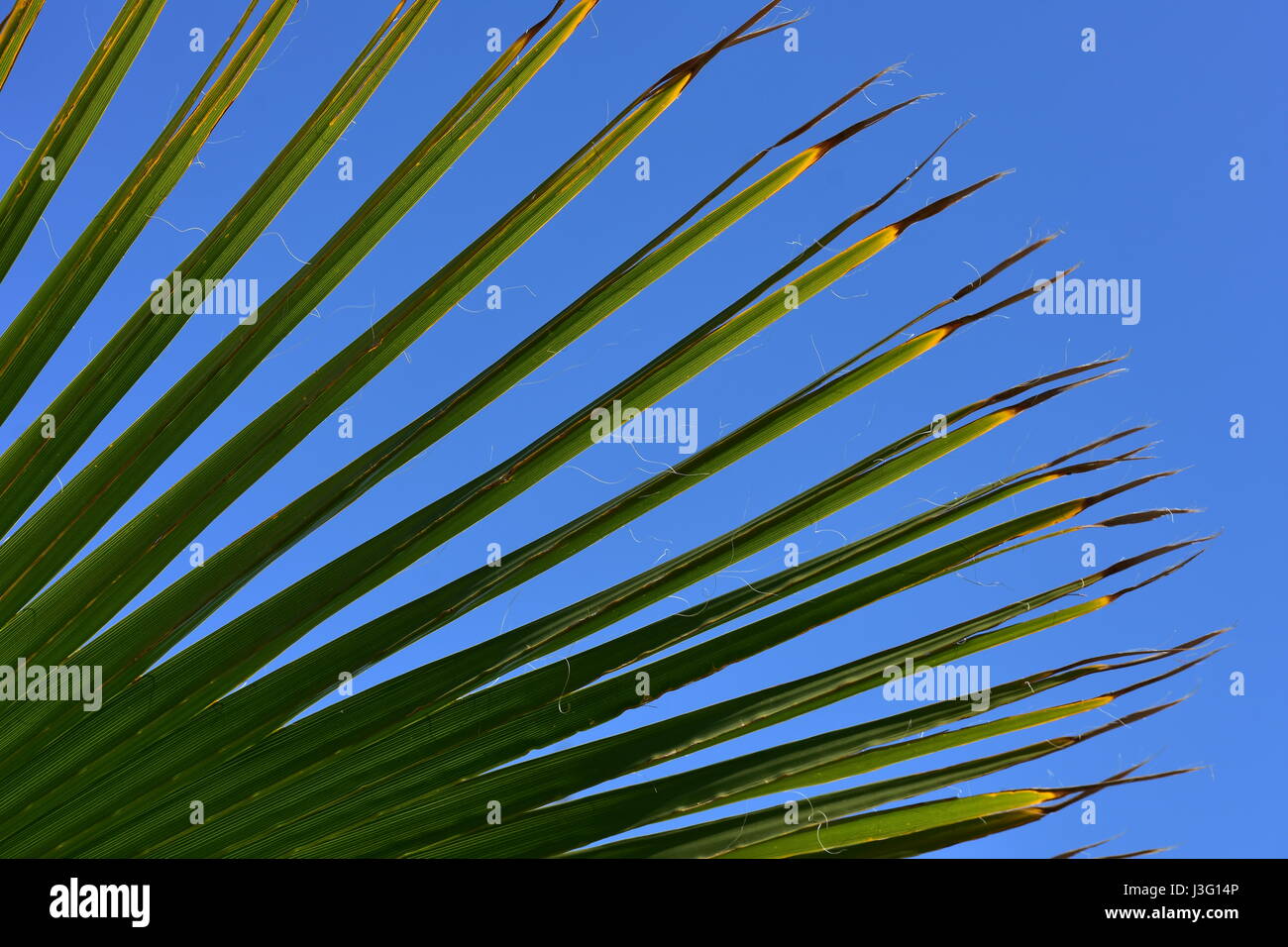 Spiky leaf hi-res stock photography and images - Alamy