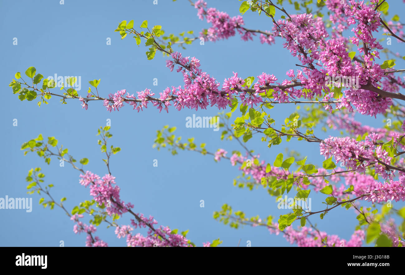 Cercis siliquastrum- Judas tree in spring time Stock Photo - Alamy