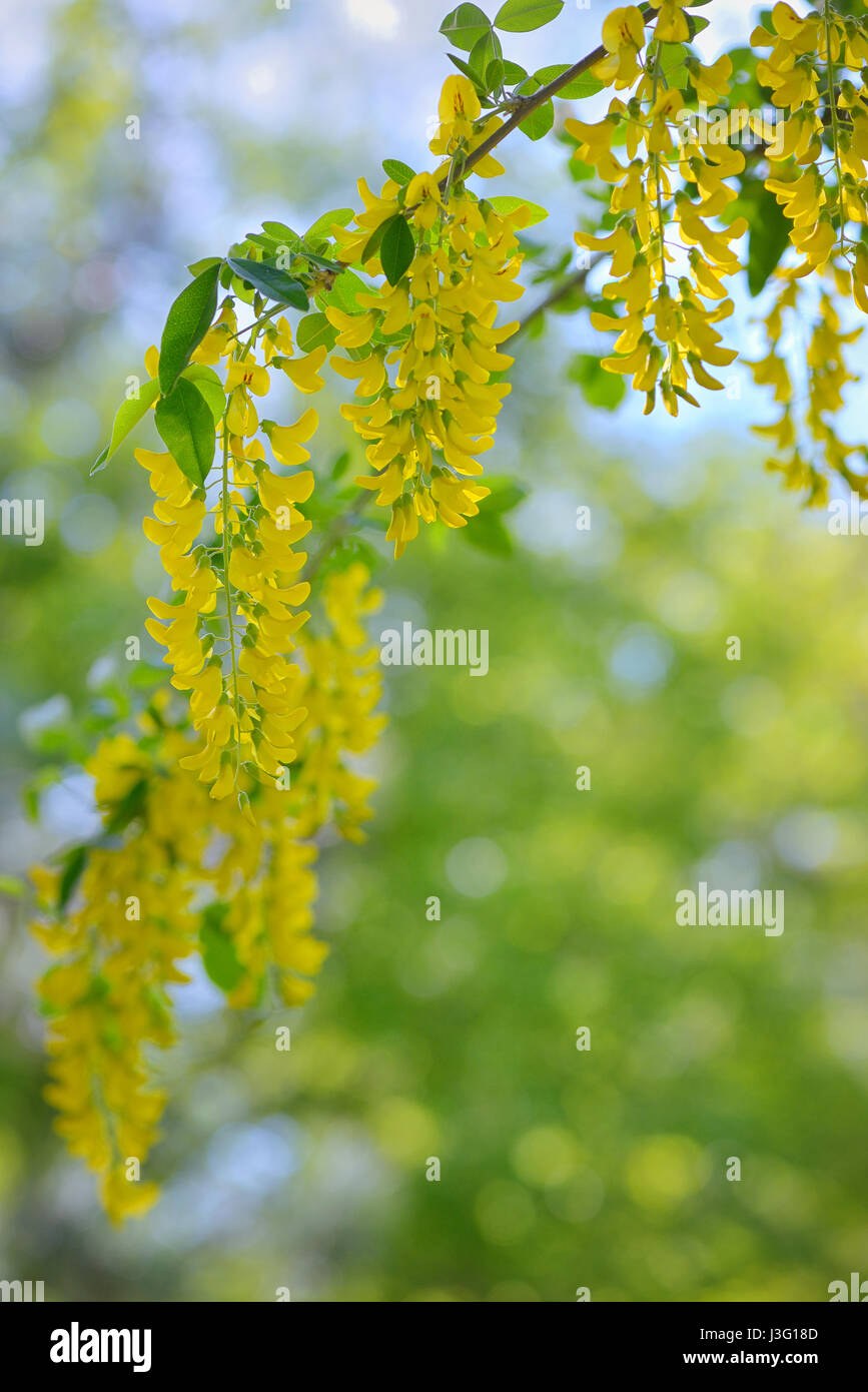 Yellow Golden shower Cassia fistula flower Stock Photo - Alamy