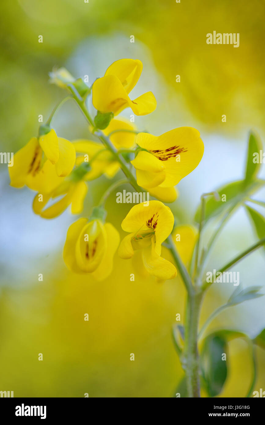 Yellow Golden shower Cassia fistula flower Stock Photo - Alamy