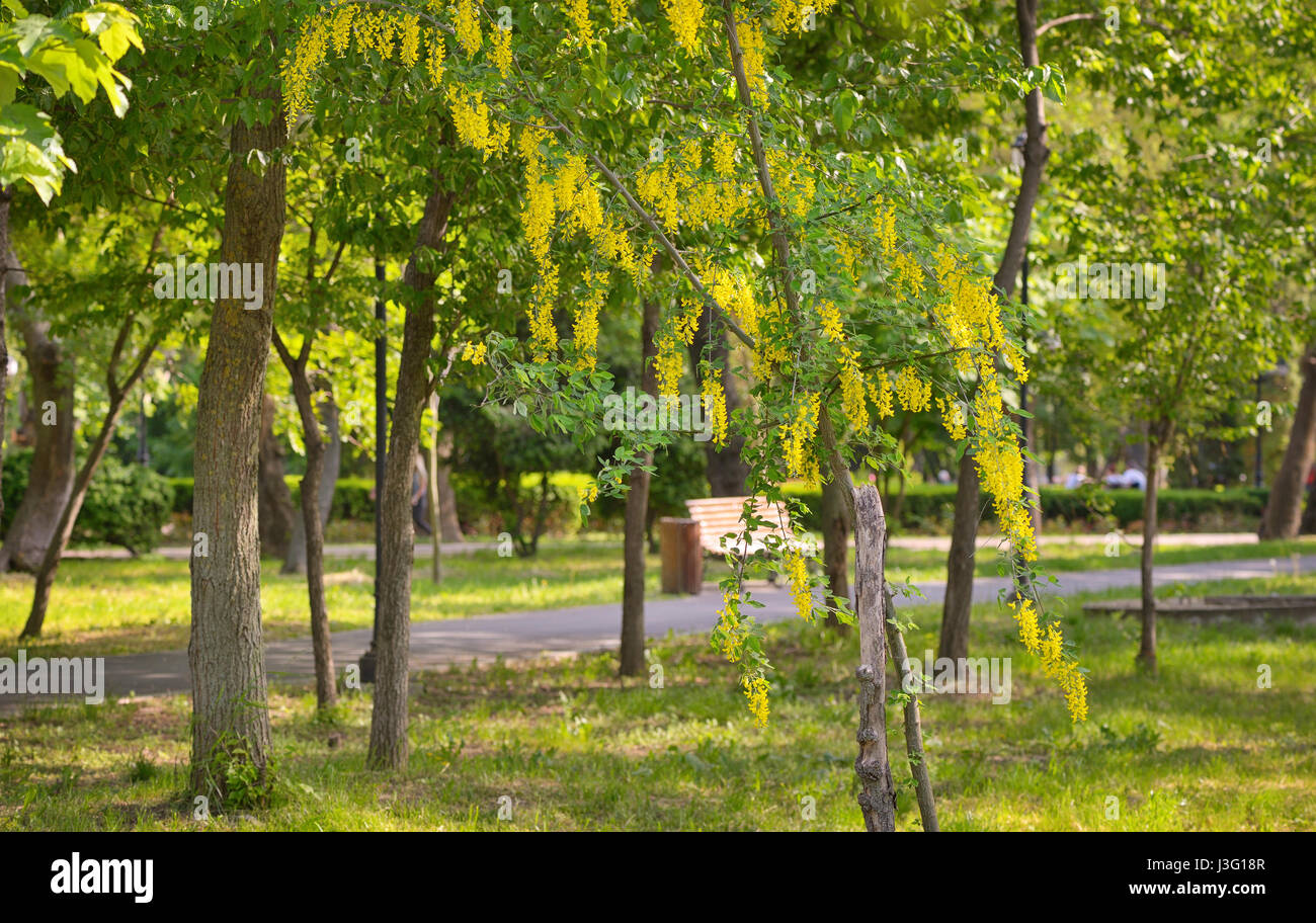 Yellow Golden shower Cassia fistula flower Stock Photo - Alamy