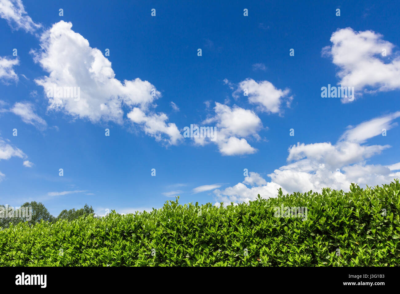 Green bush on bright blue sunny sky background Stock Photo - Alamy