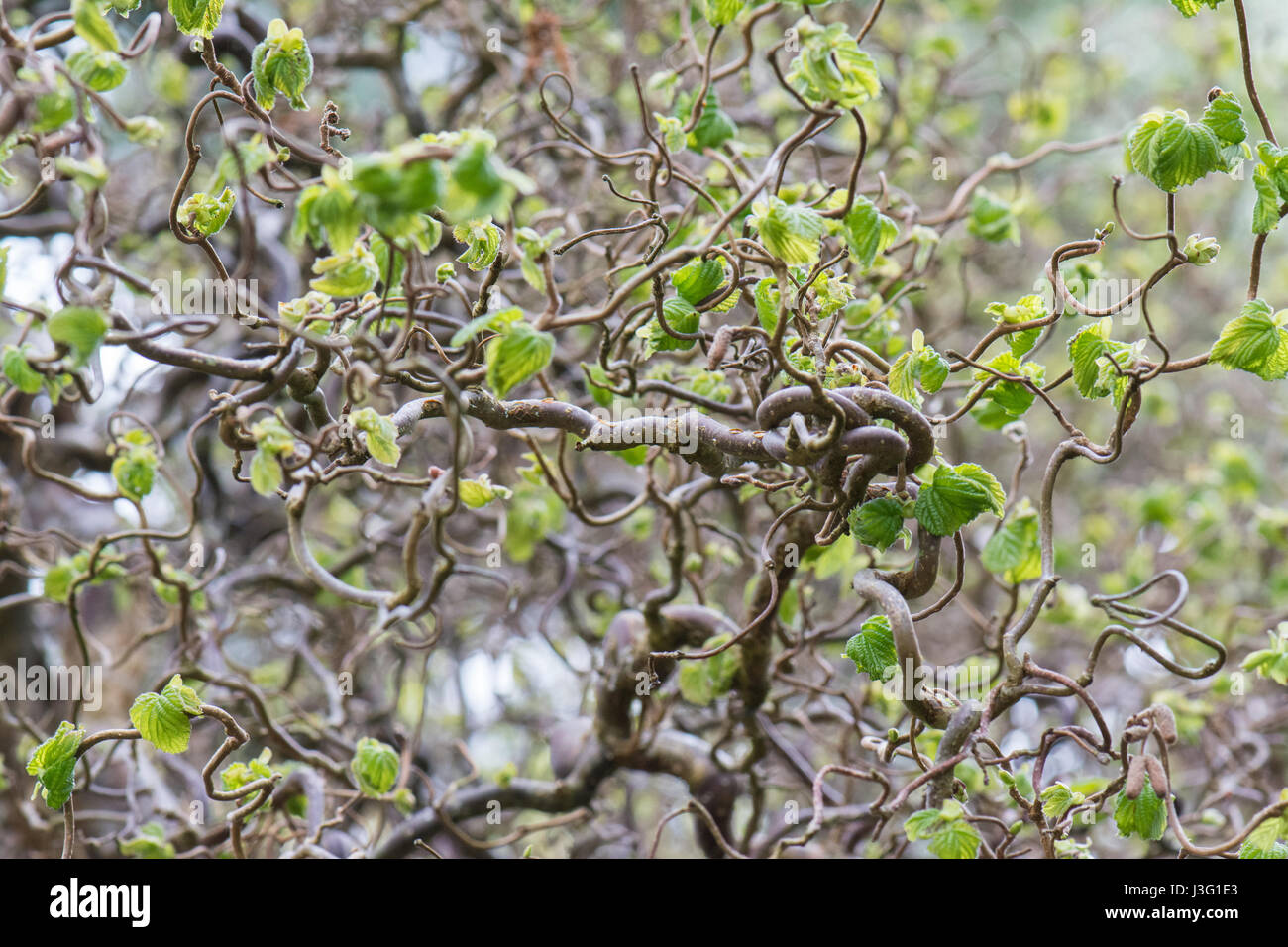 Corkscrew Hazel - Corylus avellana Contorta Stock Photo - Alamy
