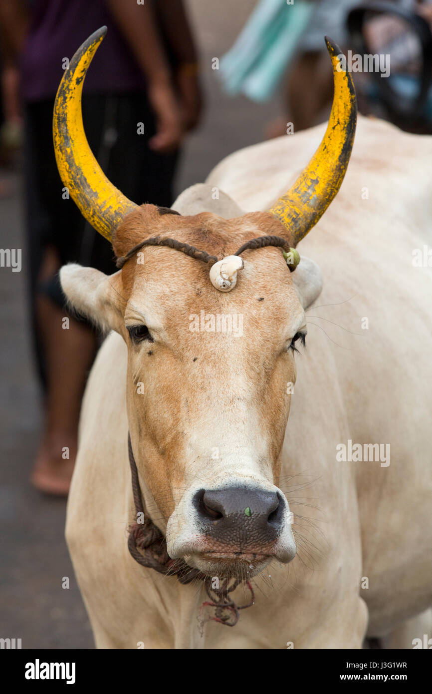 Rameswaram, Tamil Nadu, India - May 25, 2014. Full report about ...