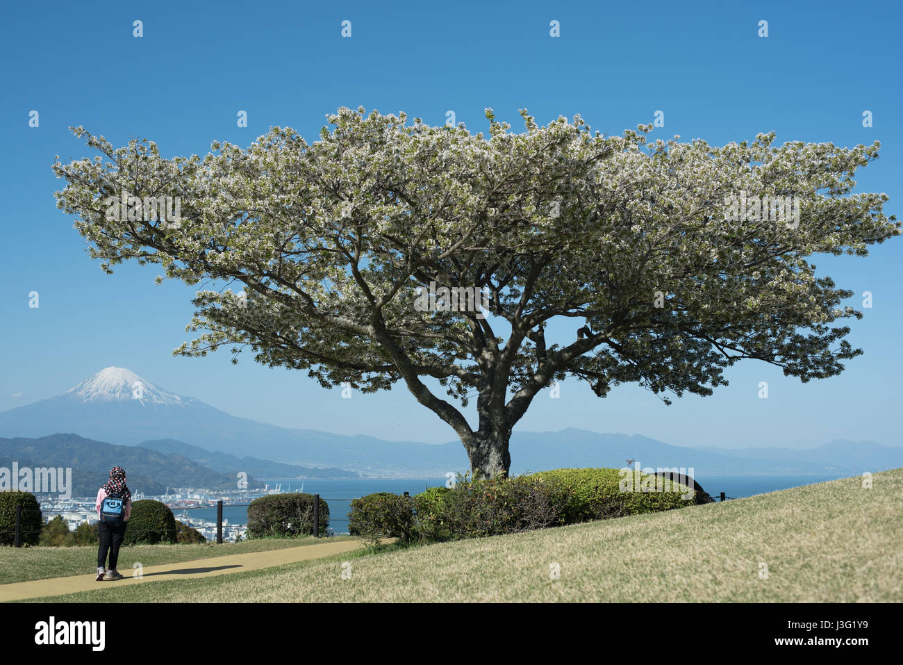 Mount fuji cherry tree hi-res stock photography and images - Alamy