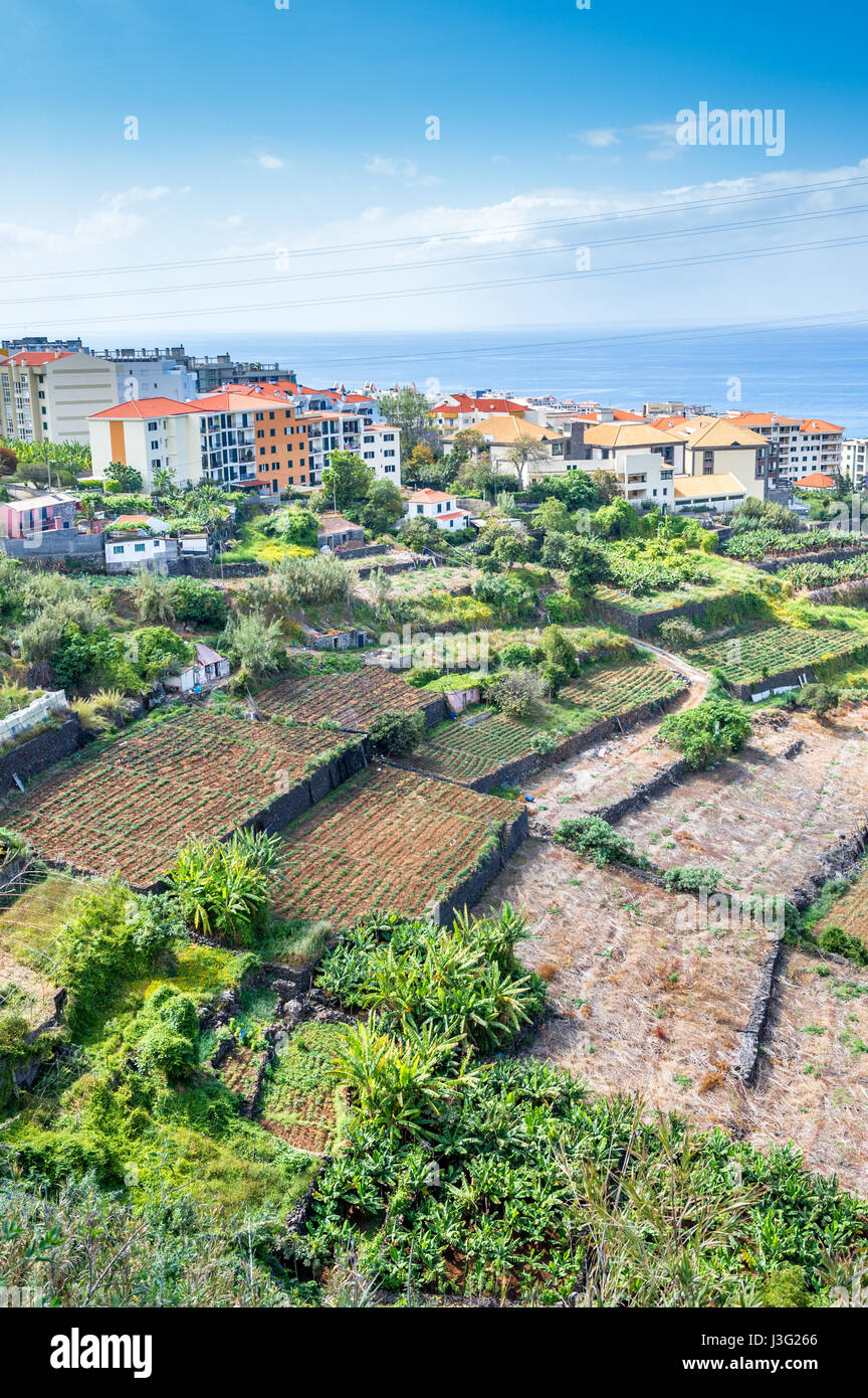 Terraced fields on the island of Mareira Stock Photo - Alamy