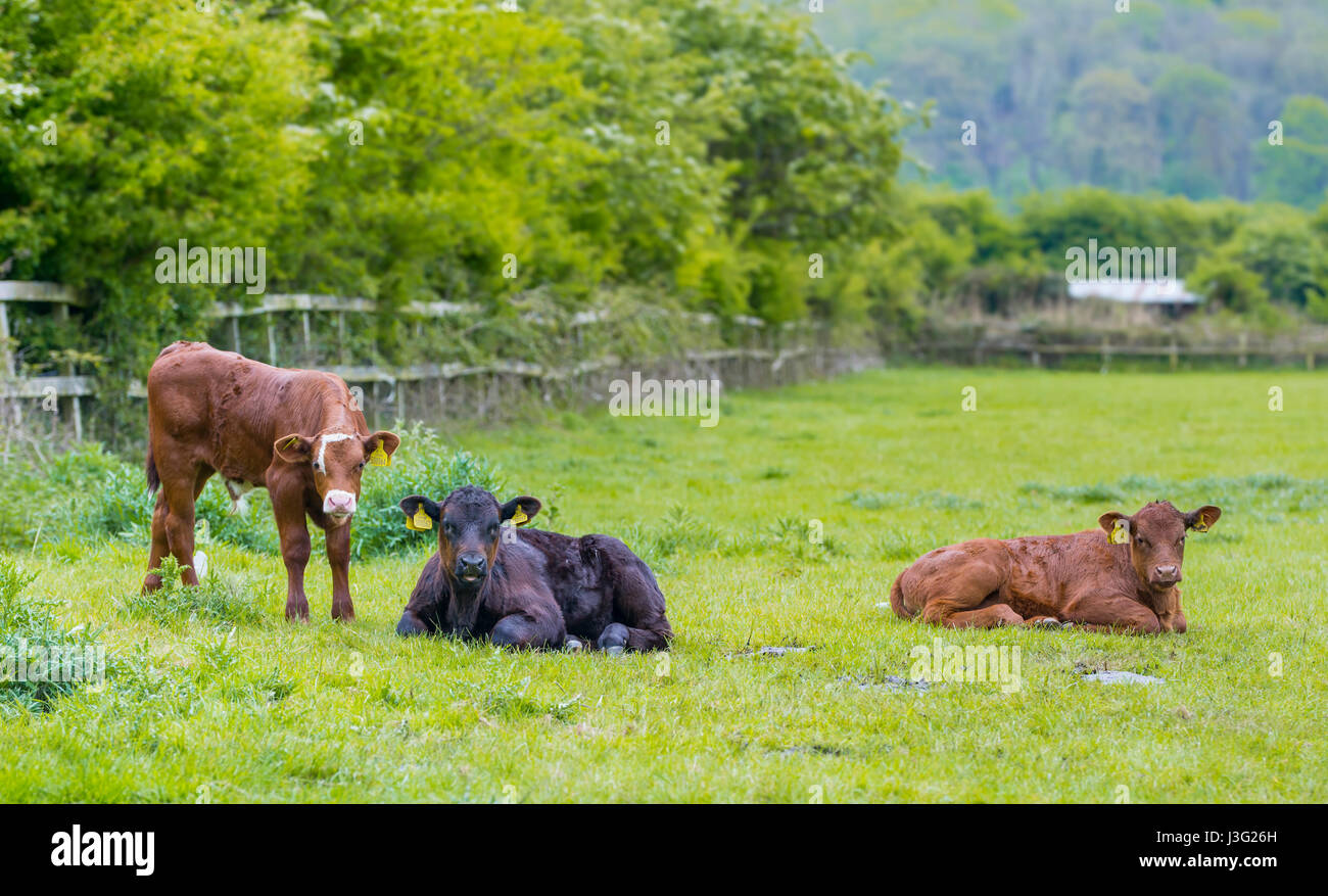 Small family of cows in a small field laying on the ground taking a ...