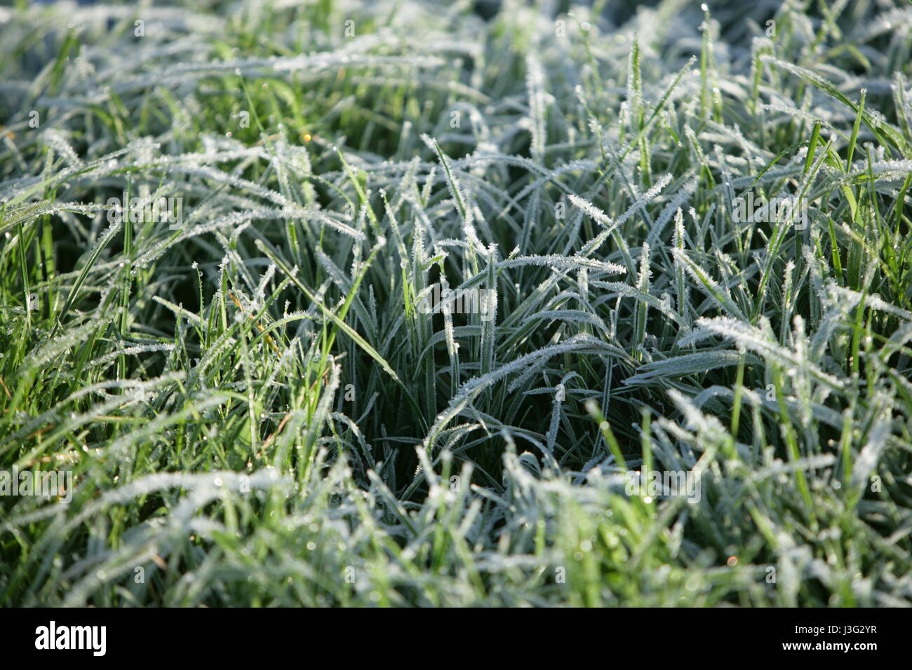 Frost damage autumn hi-res stock photography and images - Alamy