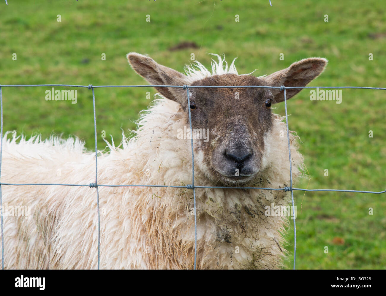Sheep behind fence hi-res stock photography and images - Alamy