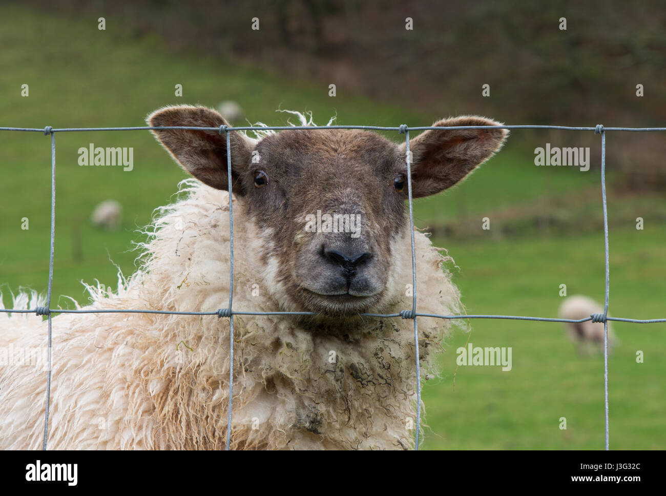 Quizical animal hi-res stock photography and images - Alamy
