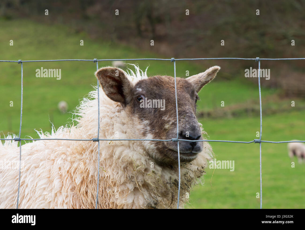 Sheep behind wire fence looking at camera with quizical look. Devon ...