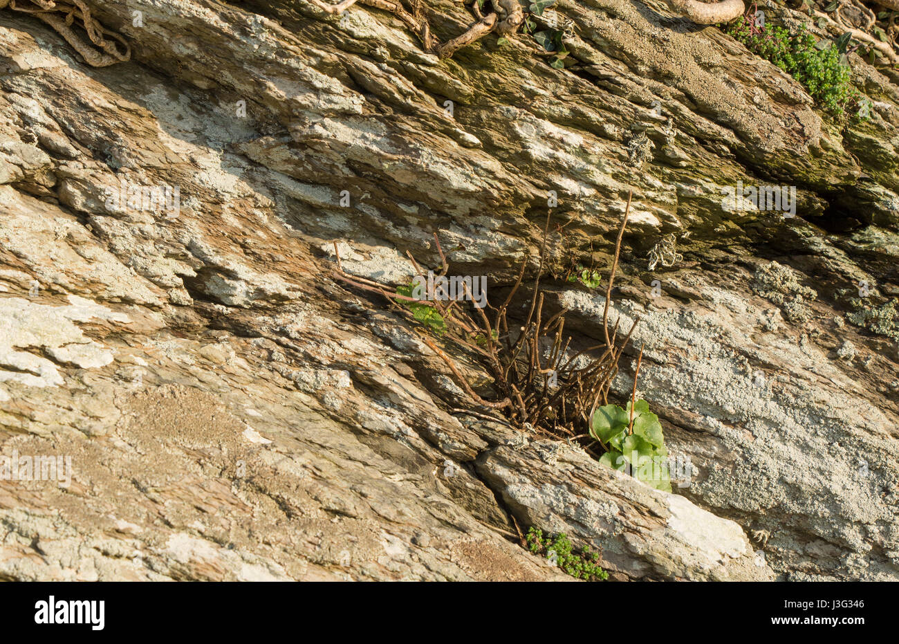 Close up of cliff rocks with litchen and plants growing in North Devon ...