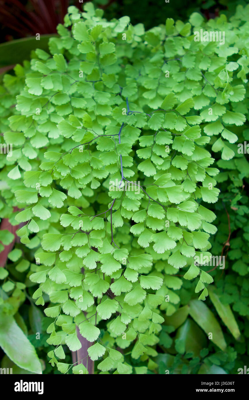 Maidenhair fern tree hi-res stock photography and images - Alamy