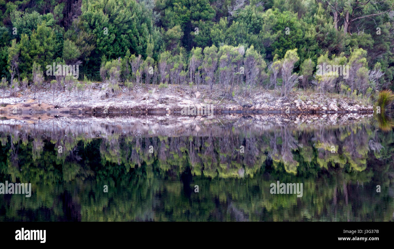 Reflection of trees on the water of Lake Roseberry, Tasmania, Australia ...