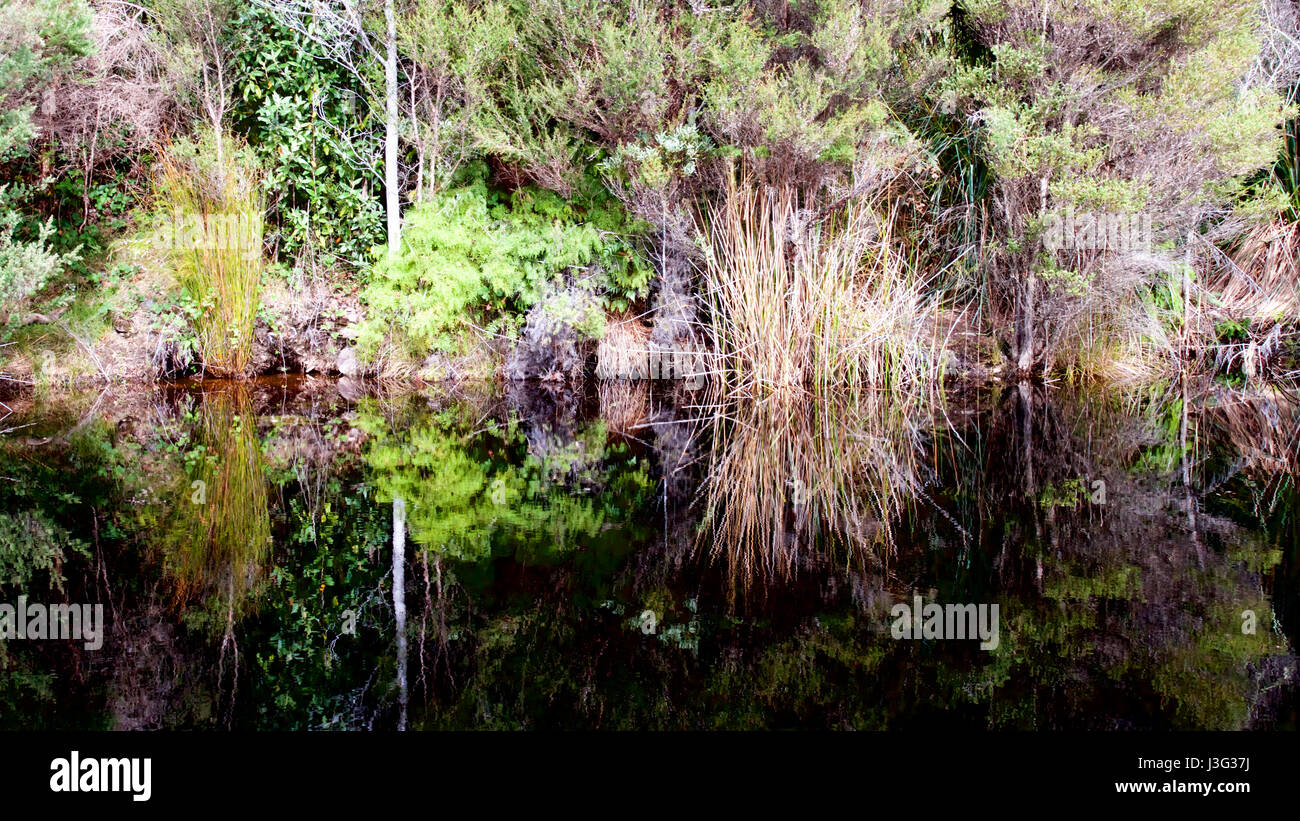 Reflection of trees on the water of Lake Roseberry, Tasmania, Australia ...