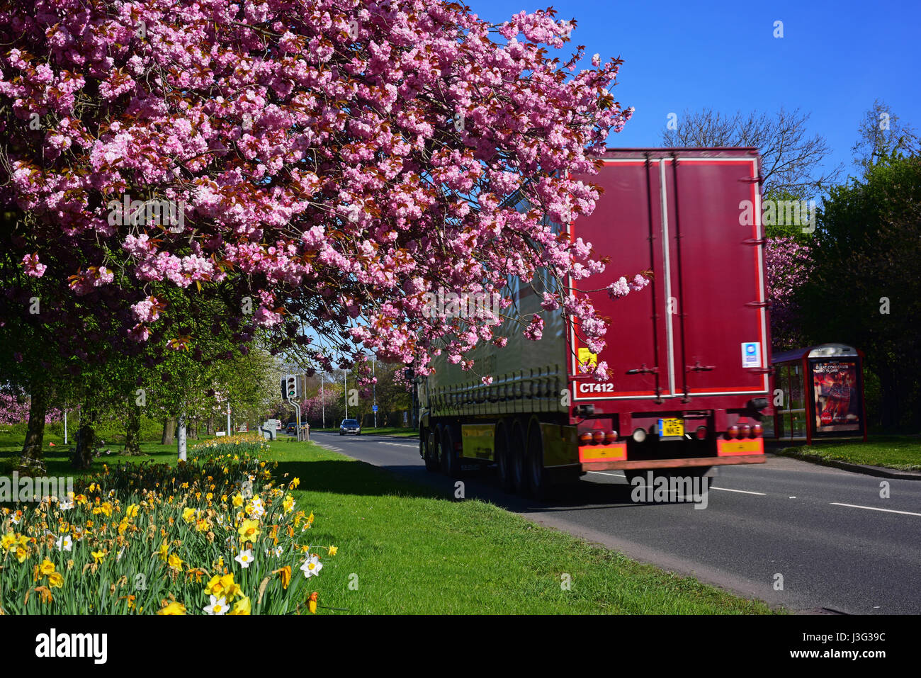 Roadside daffodils hi-res stock photography and images - Alamy