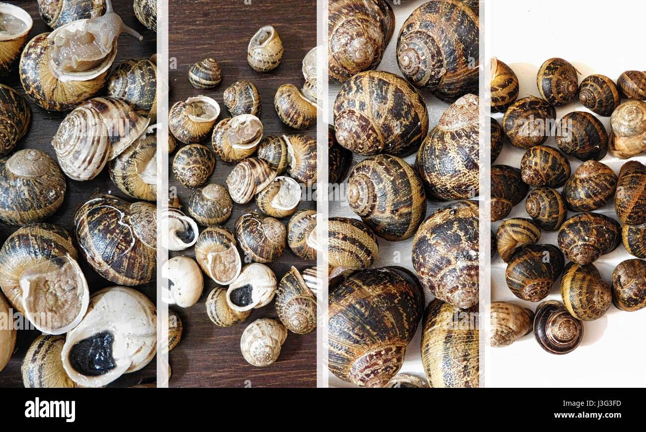 Collage snails hi-res stock photography and images - Alamy