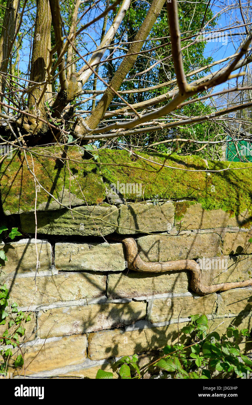 Back to my roots hi-res stock photography and images - Alamy