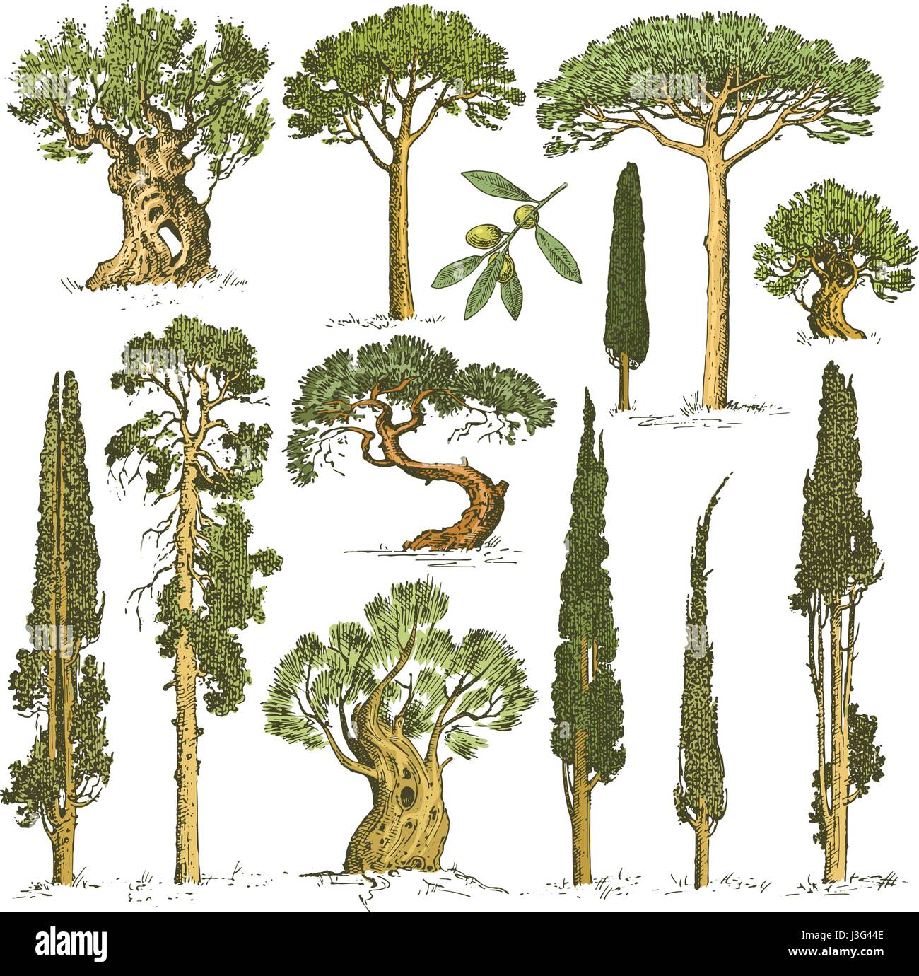 big set of engraved, hand drawn trees include pine, olive and cypress ...