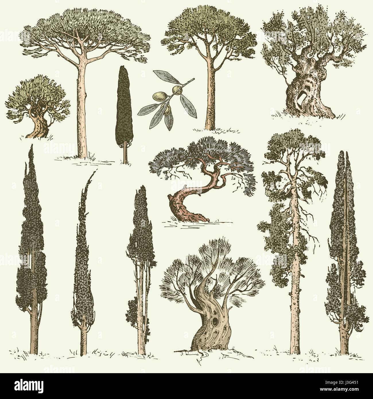 big set of engraved, hand drawn trees include pine, olive and cypress ...
