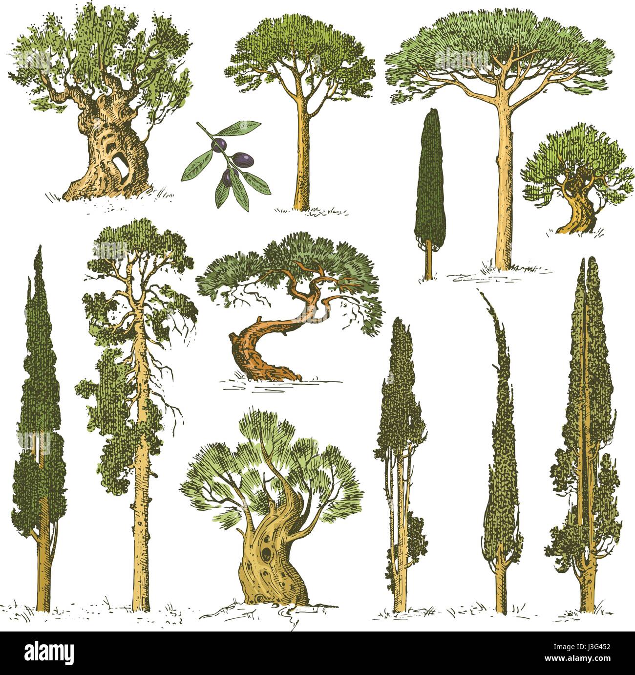 Types Of Cypress Trees