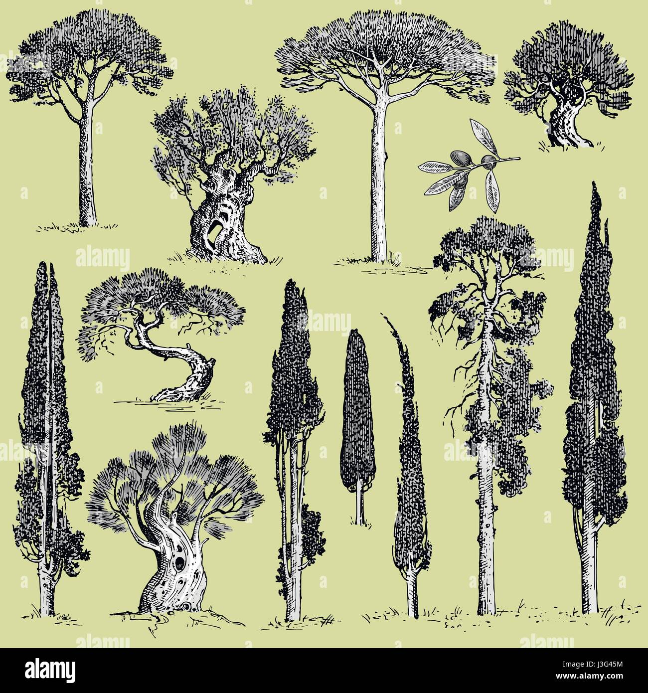 big set of engraved, hand drawn trees include pine, olive and cypress ...