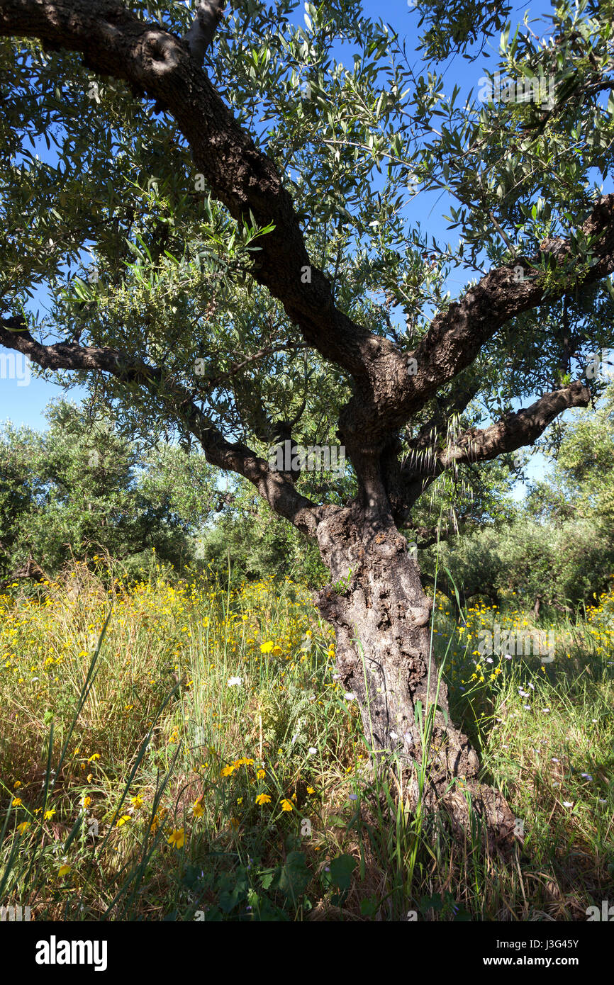 Yellow wild greek flowers hi-res stock photography and images - Alamy