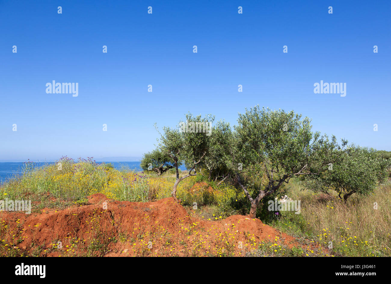 yellow flowers and red earth with olive trees in spring on greek ...