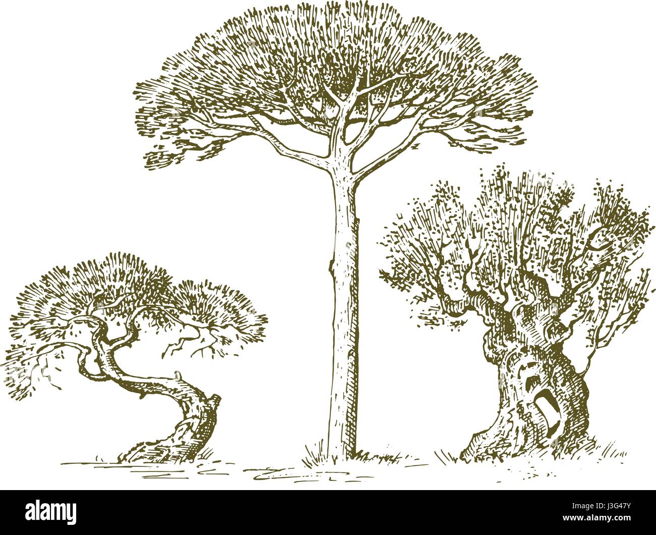 Olive Trees Silhouette Stock Vector Images - Alamy