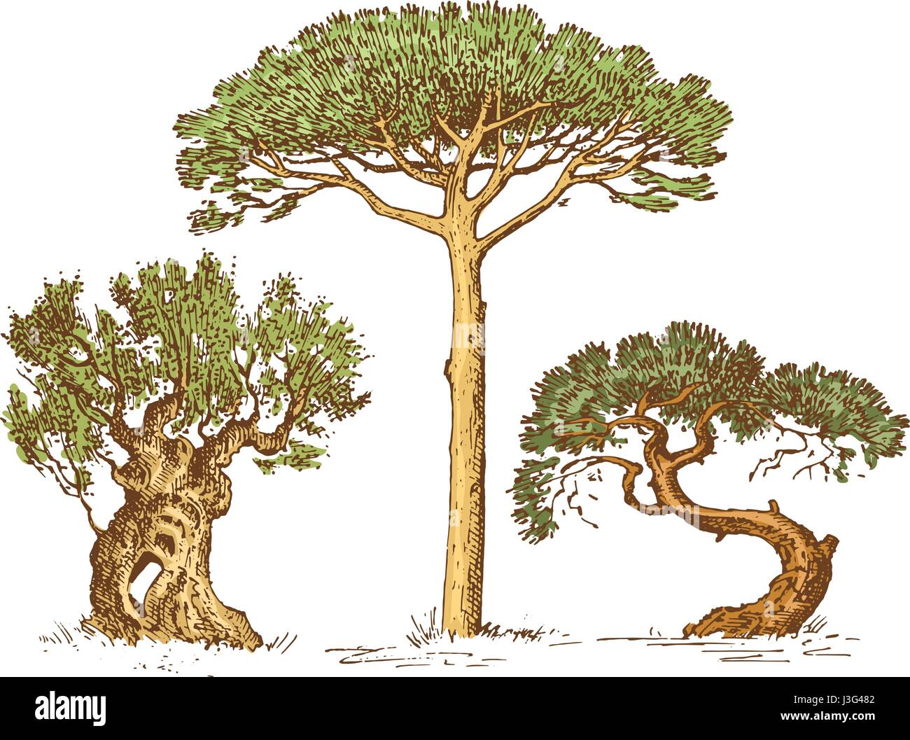 Italian Cypress Tree Drawing