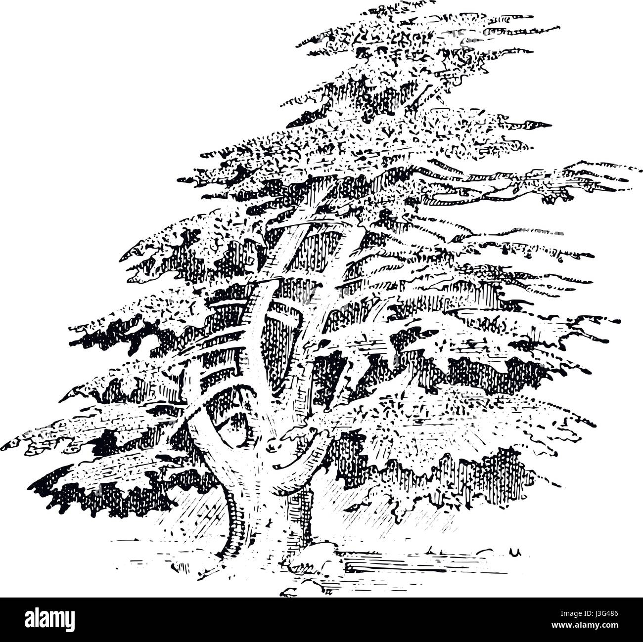 Olive Trees Silhouette Stock Vector Images - Alamy